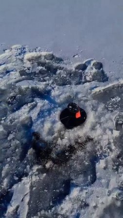 Как начала не клевать🤣🎣🦈 #рыбалка #fishing #рыбалыч #шо?