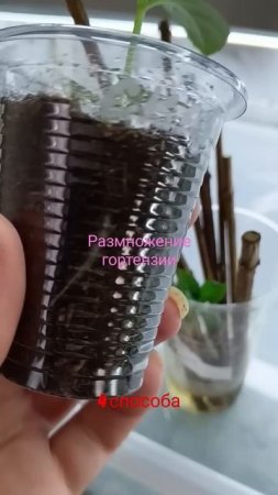 Размножение гортензии