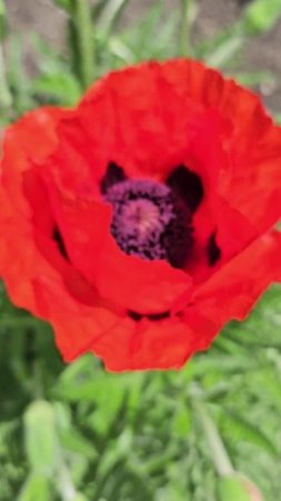 Мак восточный, малолистный (лат. Papaver orientale)