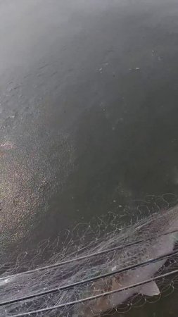 Поймал огромного пеленгаса #рыбалка #fishing #хапуга #рыба