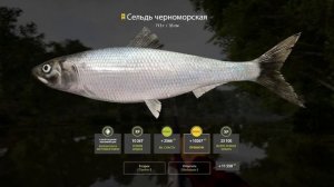 Русская рыбалка 4 Сельдь Черноморская на реке Северск?