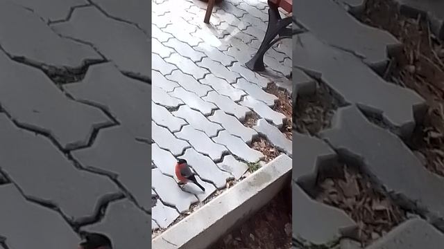 уральские снегири весной