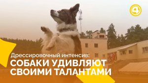 Лучшие собаки страны показывают навыки дрессировки