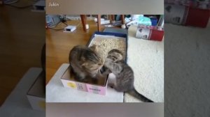Смешные котейки
