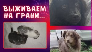 Живём, или выживаем… Проблемы нарастают...