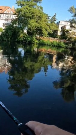 Вот это паровоз! #fishing #спиннинг #жерех #shots