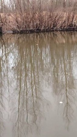 Рыбалка на живца.... #рыболовная #fishing #ловим