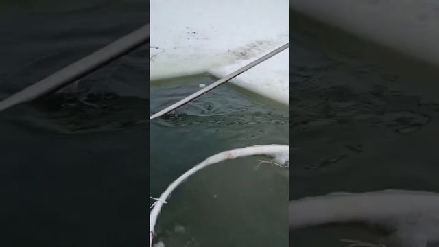 Добыча мотыля