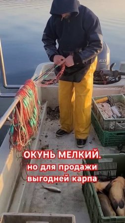 Выход филе с окуня 50% , а с карпа 30% хоть окунь и мелкий. #