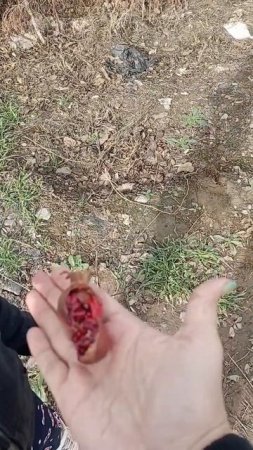 зимой нет снега #зато есть гранаты...🤪🤭🤭🤭👍