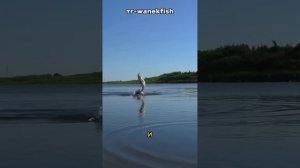 3 СЕКРЕТА КАК ПОЙМАТЬ КАРАСЯ #рыбалка #carpfishing #рыба
