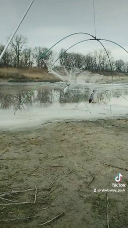 Рыболовный паук с карманами