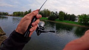 Елец на Gamakatsu LUXXE Yoihime Ten S48AL-solid