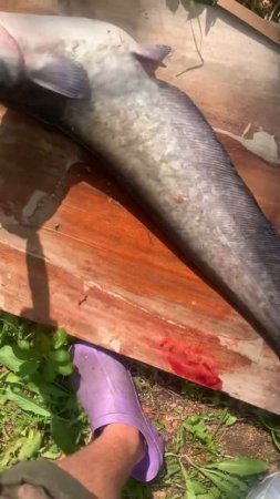Пока самый большой в этом сезоне 😁 #hiphop #rap #trap #music #fishing