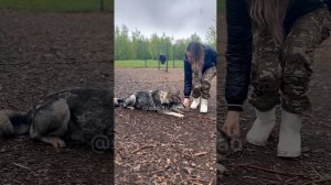 Как обучить собаку основным командам? Пошагово