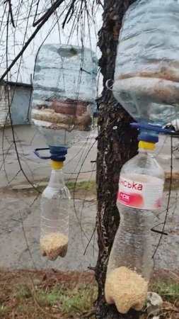 Ферма для опарышей, Производство опарыша #карп #сом #ка