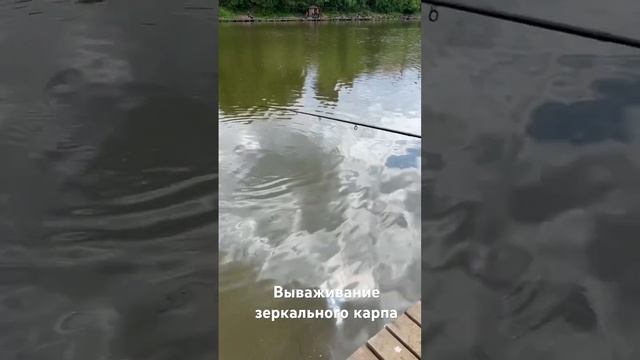Вываживание зеркального карпа #fishing #carpfishing #ловлякарп?