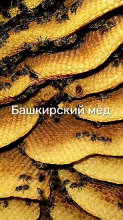 Готовимся к старту съёмок фильма о башкирском мёде.