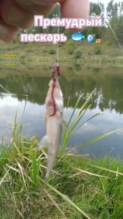 РЫБАЛКА на ПОПЛАВОЧНУЮ УДОЧКУ 🐟🎣🐟 природа 🌲🌲 отд