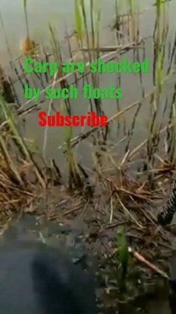 Carp are shocked by such floats Снасти здрасьте subscribe