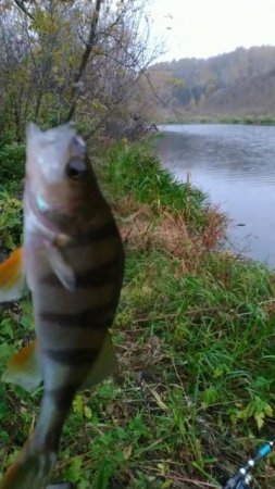 РЫБАЛКА на ПОПЛАВОЧНУЮ удочку 🐟🎣 РЕКА ЗУША 🐟🌊🐟🎣