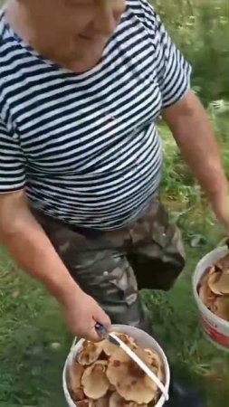 Грибы в Варсковском лесу...
