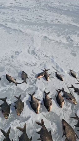 Рыбалка Комсомольское озеро приозерский район,март 202