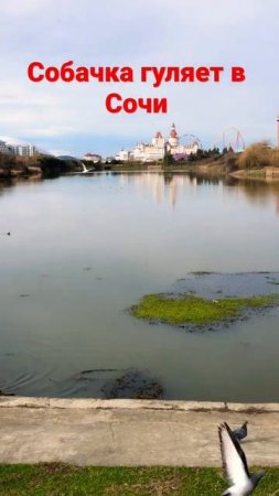 Собачка гуляет в Сочи парке #shorts