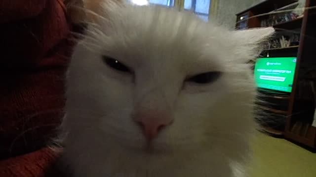 моя любимая кошка муся раслабляющие видео с моей кошкой #кошки