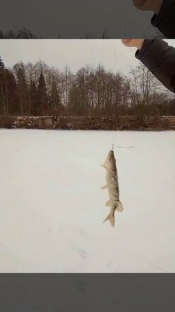 Зимняя рыбалка на реке в «Дом и Елки» #russia #winter #snow #fishing