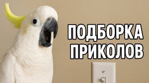Смех до слёз: лучшие приколы №140