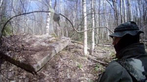 Лесная братва в Ольгино