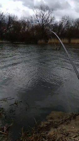 Щука про запрет не знает