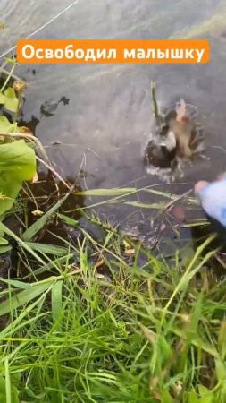 Речной леопард #рыбалка #catchandrelease #поймалотпусти #fishing #