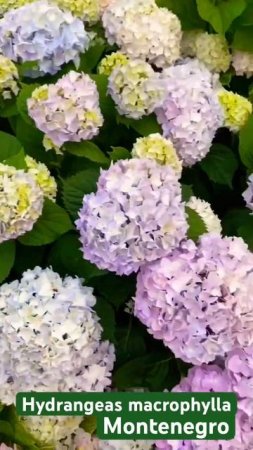 #hydrangea#macrophylla#hortensia#гортензия#garden#гортензія#flowers#park#jardin#s