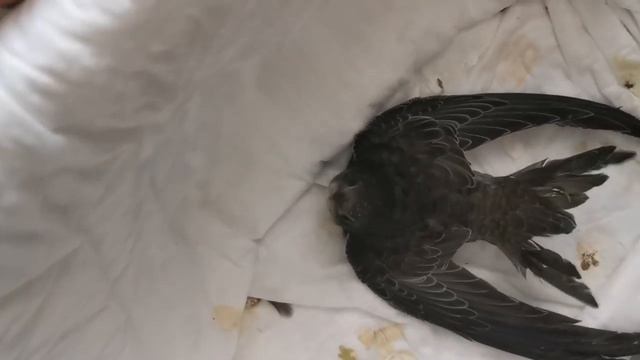 Неправильное содержание стрижа