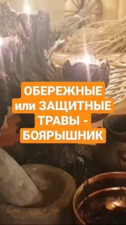 ОБЕРЕЖНЫЕ или ЗАЩИТНЫЕ ТРАВЫ - БОЯРЫШНИК #shorts #травывм?