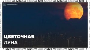 Цветочная Луна появилась над Москвой в ночь на 13 мая - Москва 24