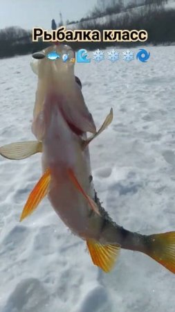 РЫБАЛКА на МОРМЫШКУ 🎣 супер клёв 🐟 РЕКА 🌊 весна 🎣?