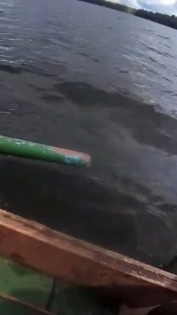 Трофейный окунь на отводной поводок