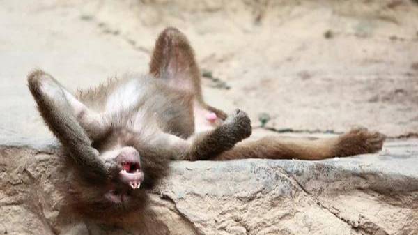 Теория эволюции и происхождение видов (вопросы кариотипов и происхождение видов) 2.0