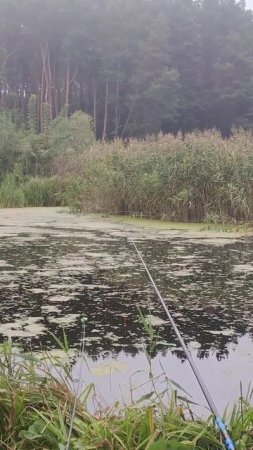 🍁Осенняя 🐠#Рыбалка Удочкой на озере Верхнее на Киев?