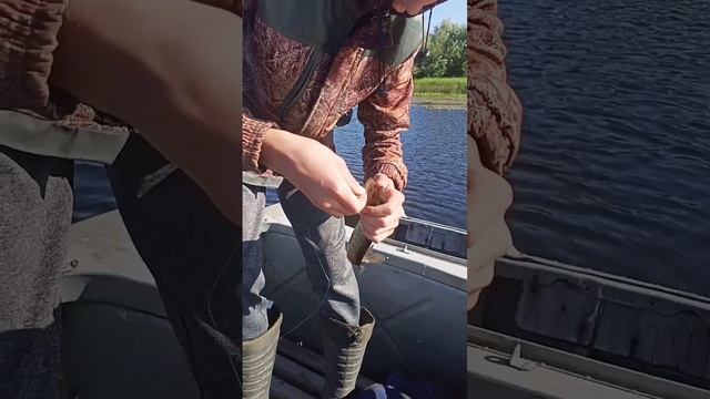 2 часть рыбалки на тейл спинеры