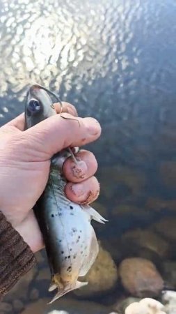 4 апреля, ФИДЕР 2025 #рыбалка #рыбалканафидер #fishing