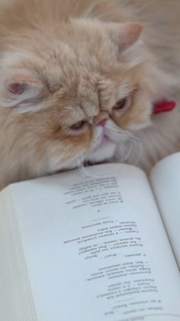 Кот Учёный в КБГУ
