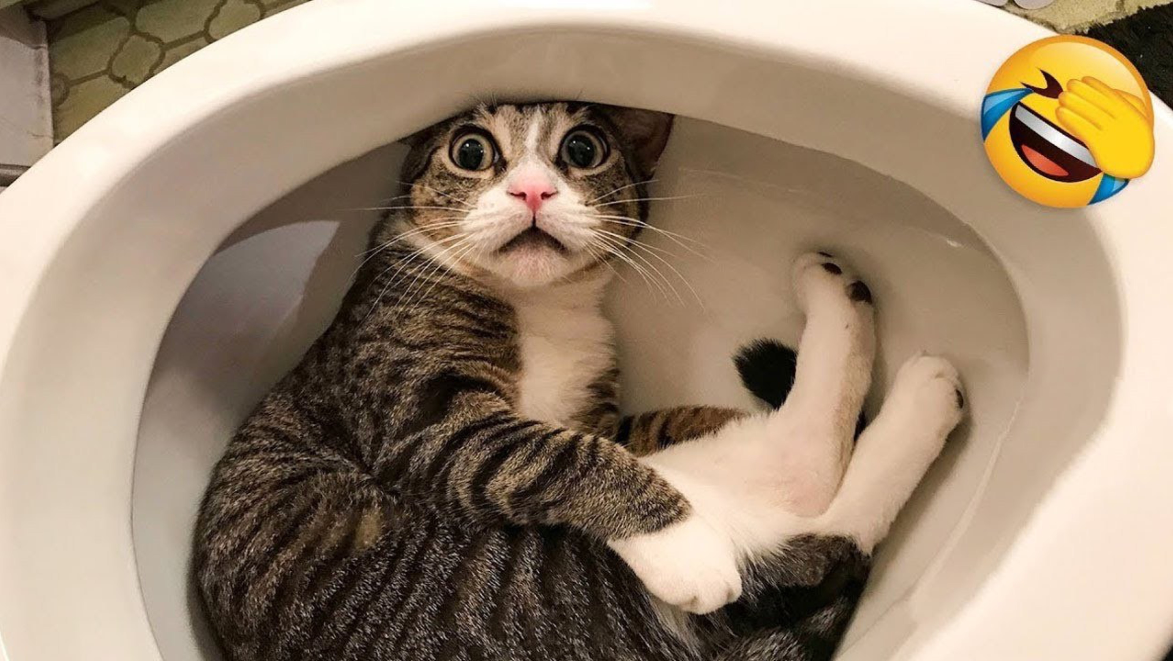 Смешные коты | Приколы с котами | Приколы с животными