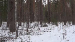 Охота на куницу капканами. сезон 24-25г. / ФОТОЛОВУШКА, БР