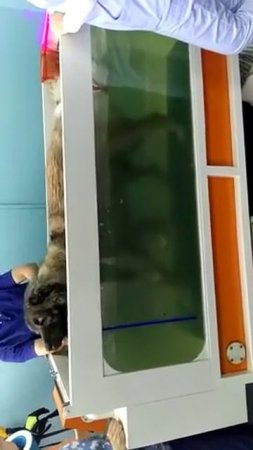 Амурчик на водяной беговой дорожке, лечим лапки.