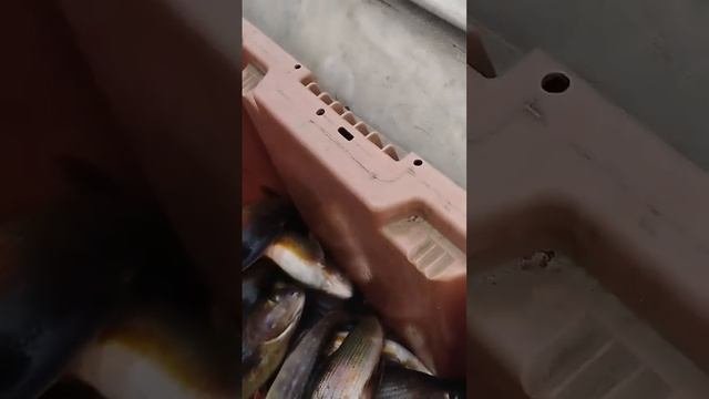 Огромное спасибо Виктору  за обратную связь 🤝✅Прима?