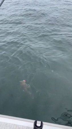 Что за рыба 🎣? Тихий океан Рыбалка #shorts #fishing #fish